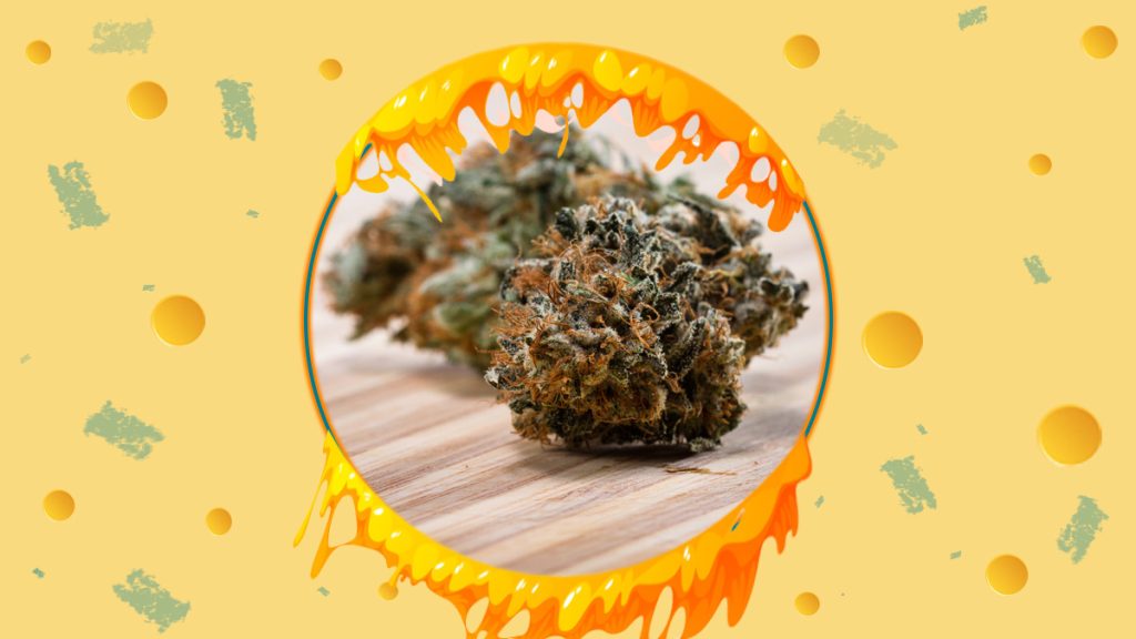 Blue Cheese Strain Lineage at Felipe Heidt blog